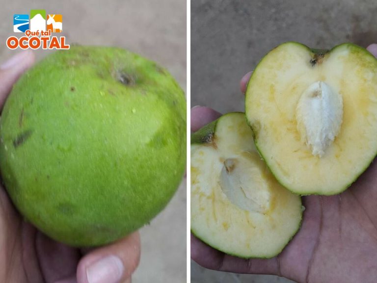 El Matazano, El Somnífero Primo Del Zapote Que Ya Casi No Se Ve